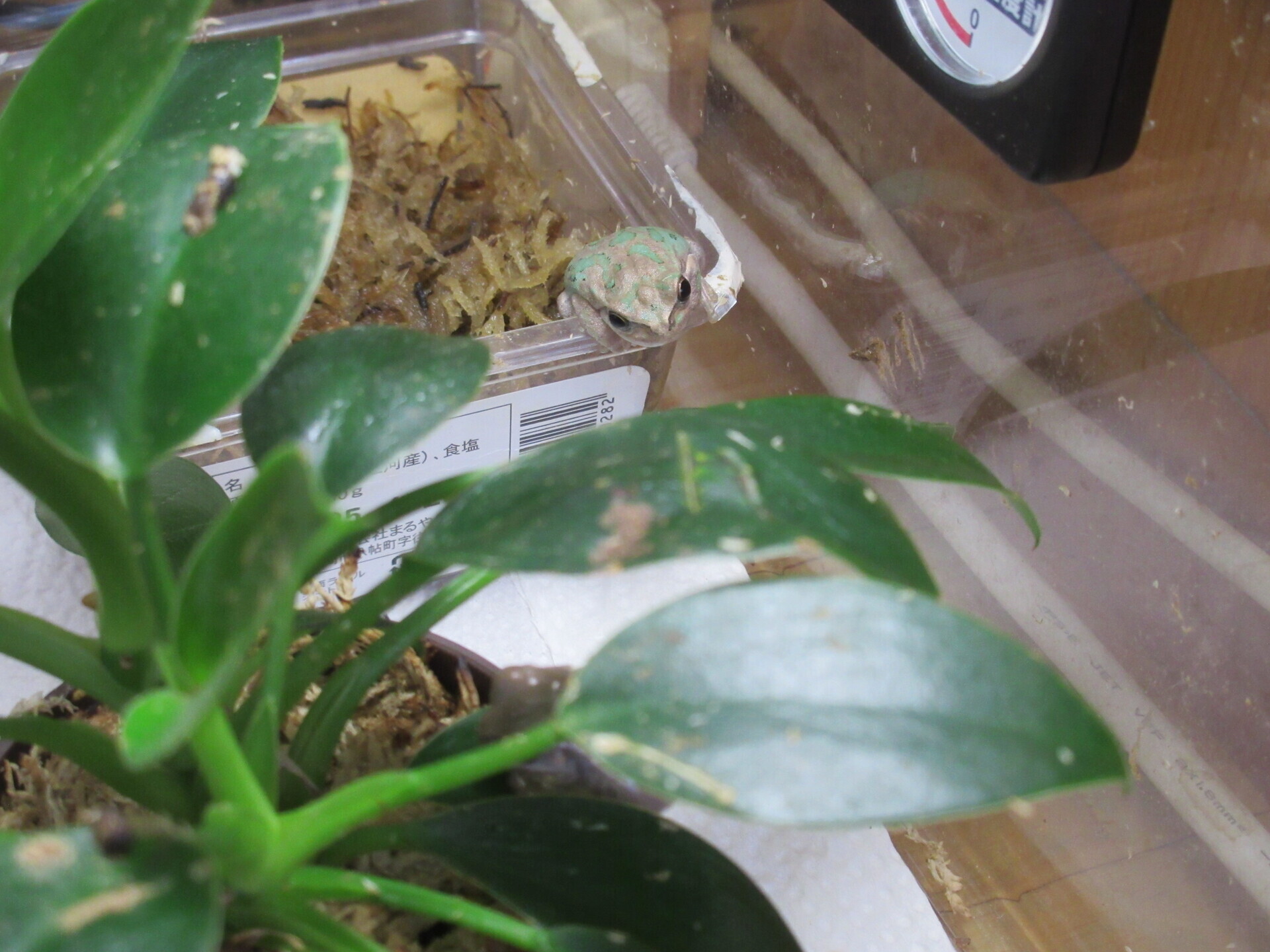 チュウレンジバチ: よこずき蛙の日記Ⅱ