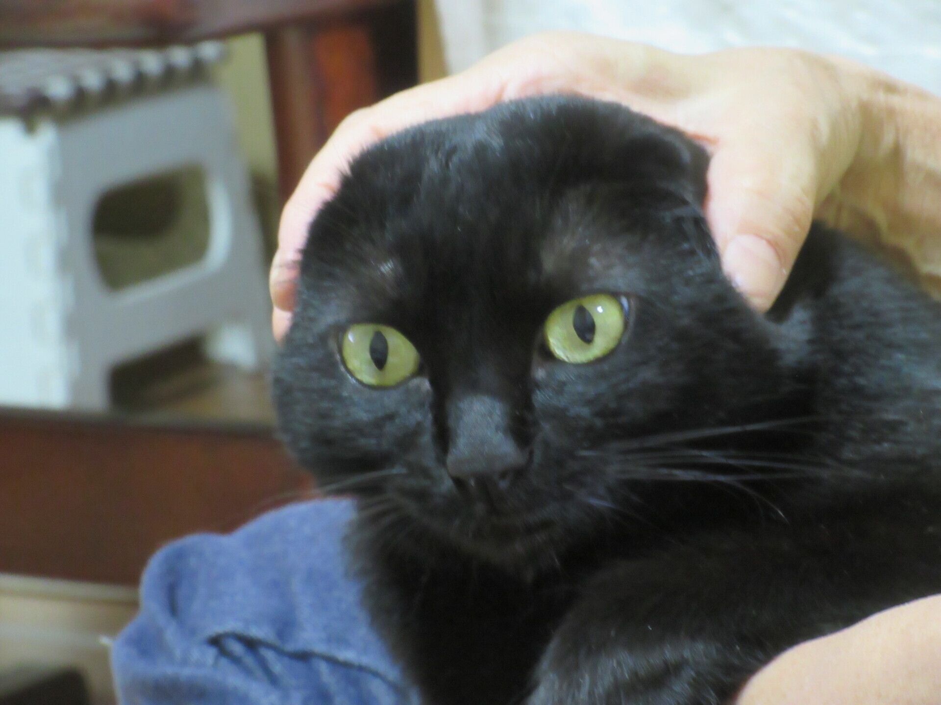 5才になりました: よこずき蛙の日記Ⅱ